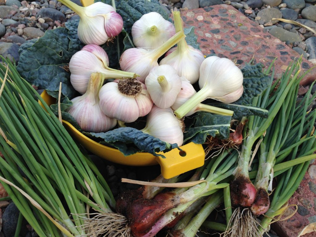 Garlic and Graduates - Awakening Seed School