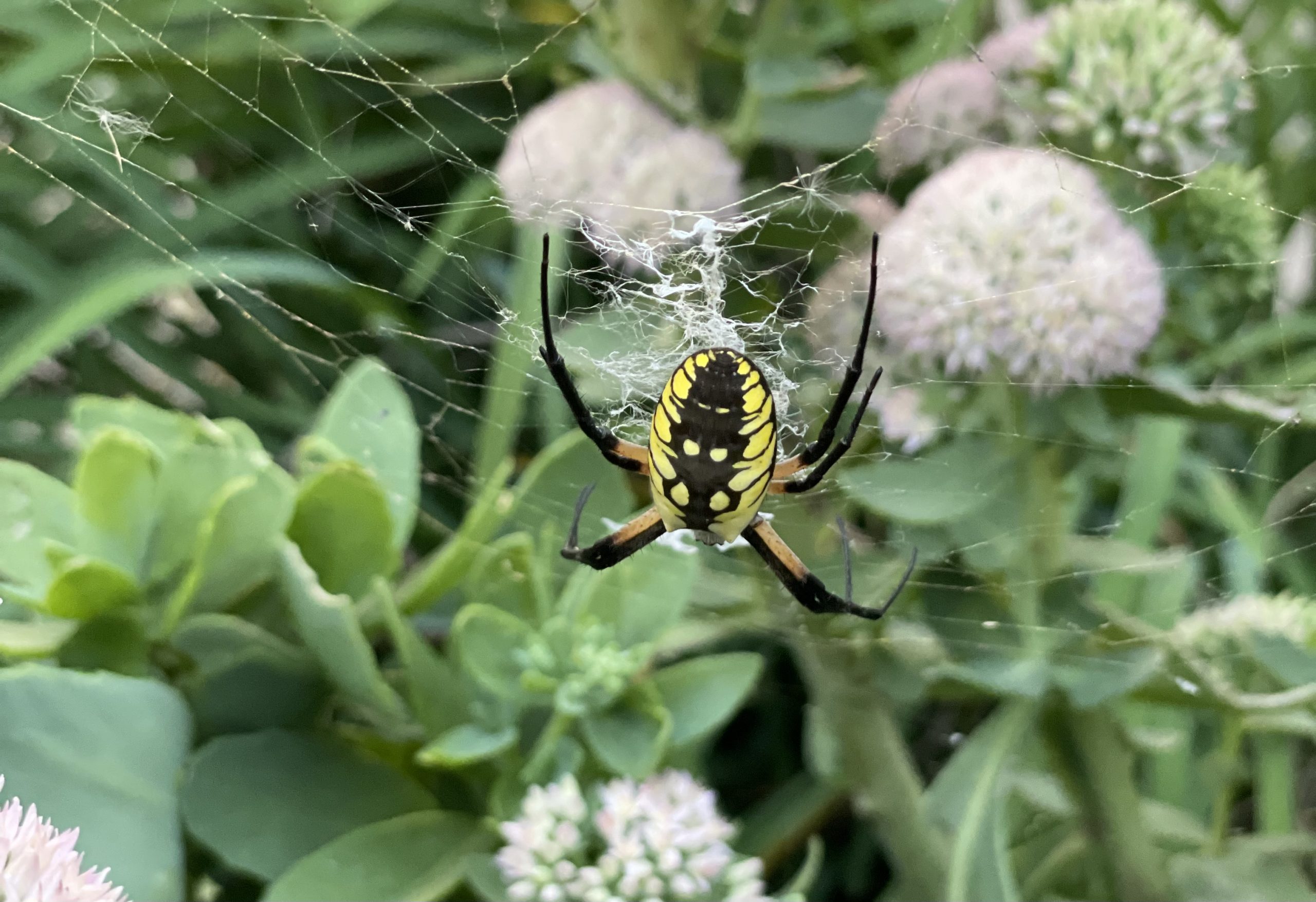 Argiope Aurantia - Awakening Seed School