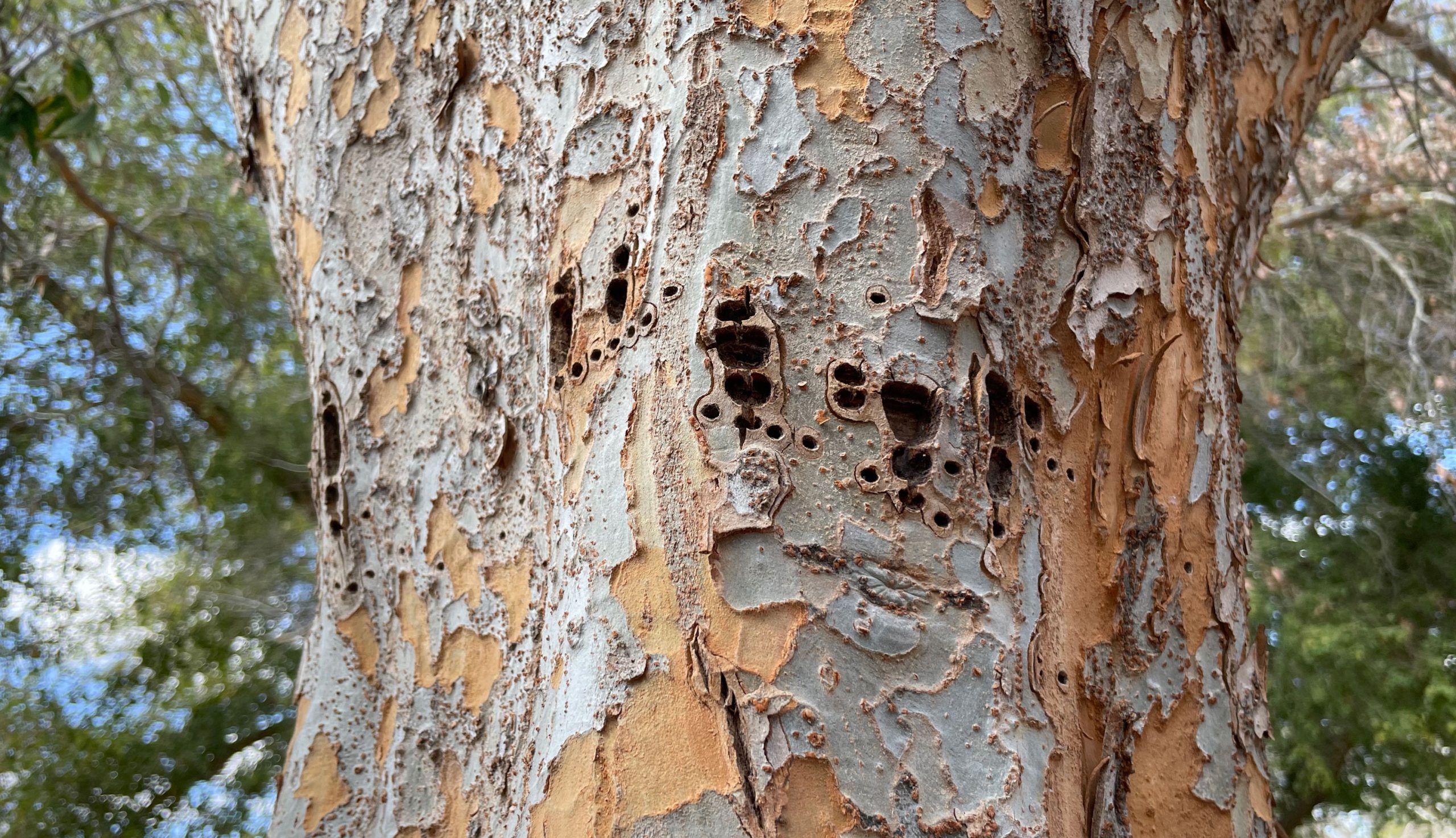 Mysterious Markings - Awakening Seed School