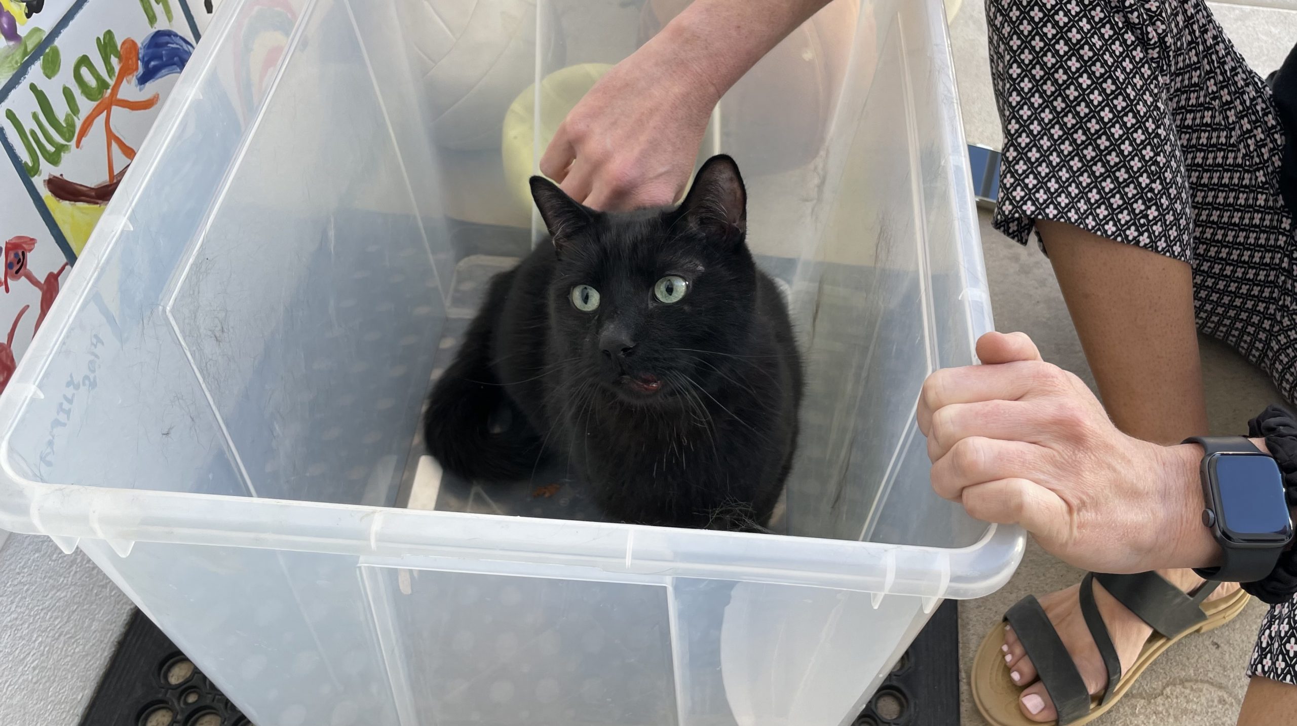 Creature Immersion - Awakening Seed School