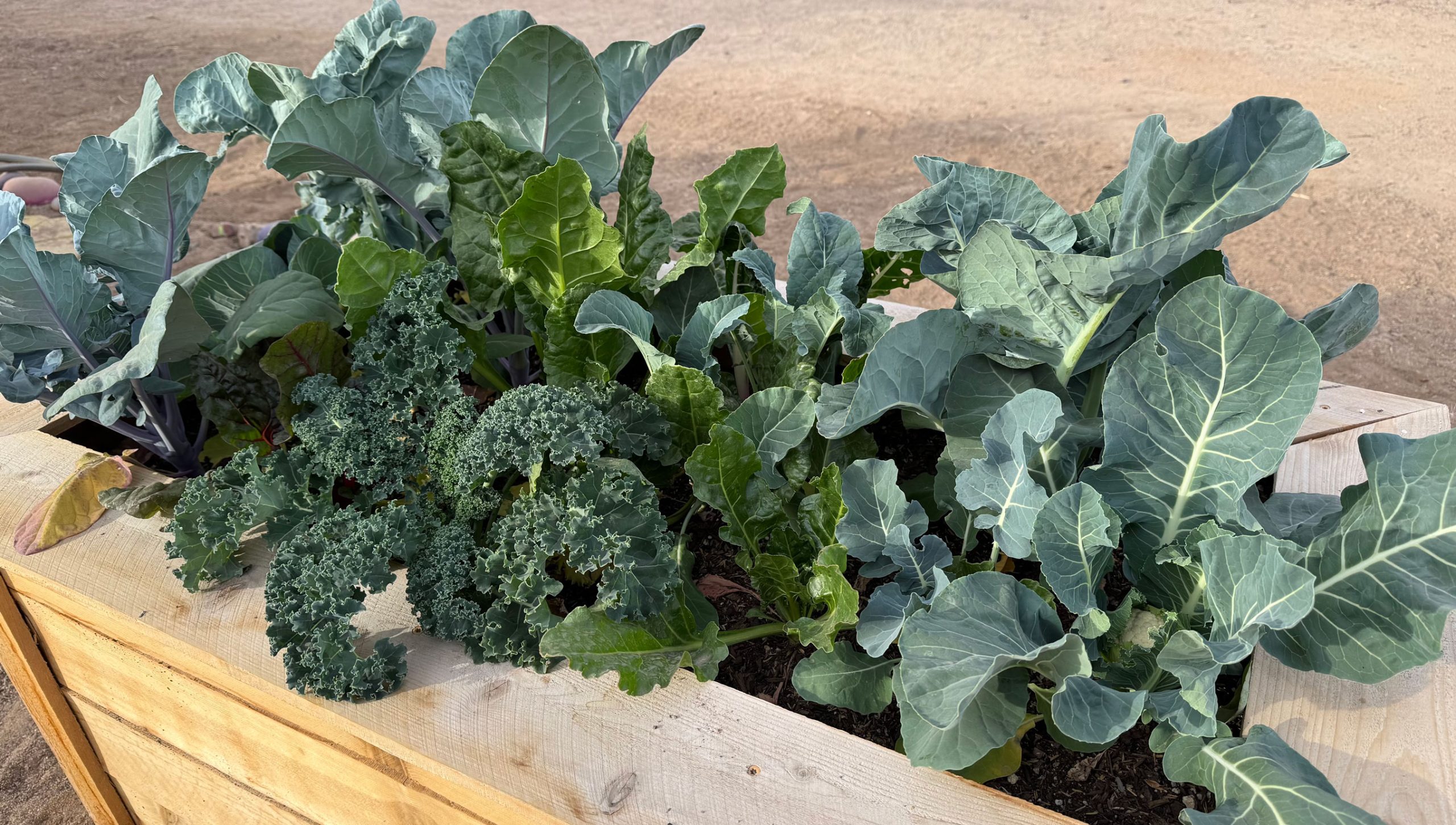 Preparing the Gardens - Awakening Seed School