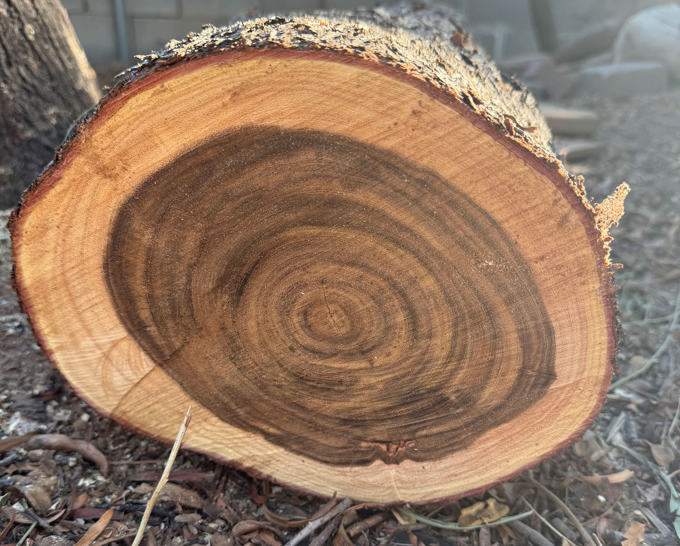 2025 Seed Highlights - Awakening Seed School